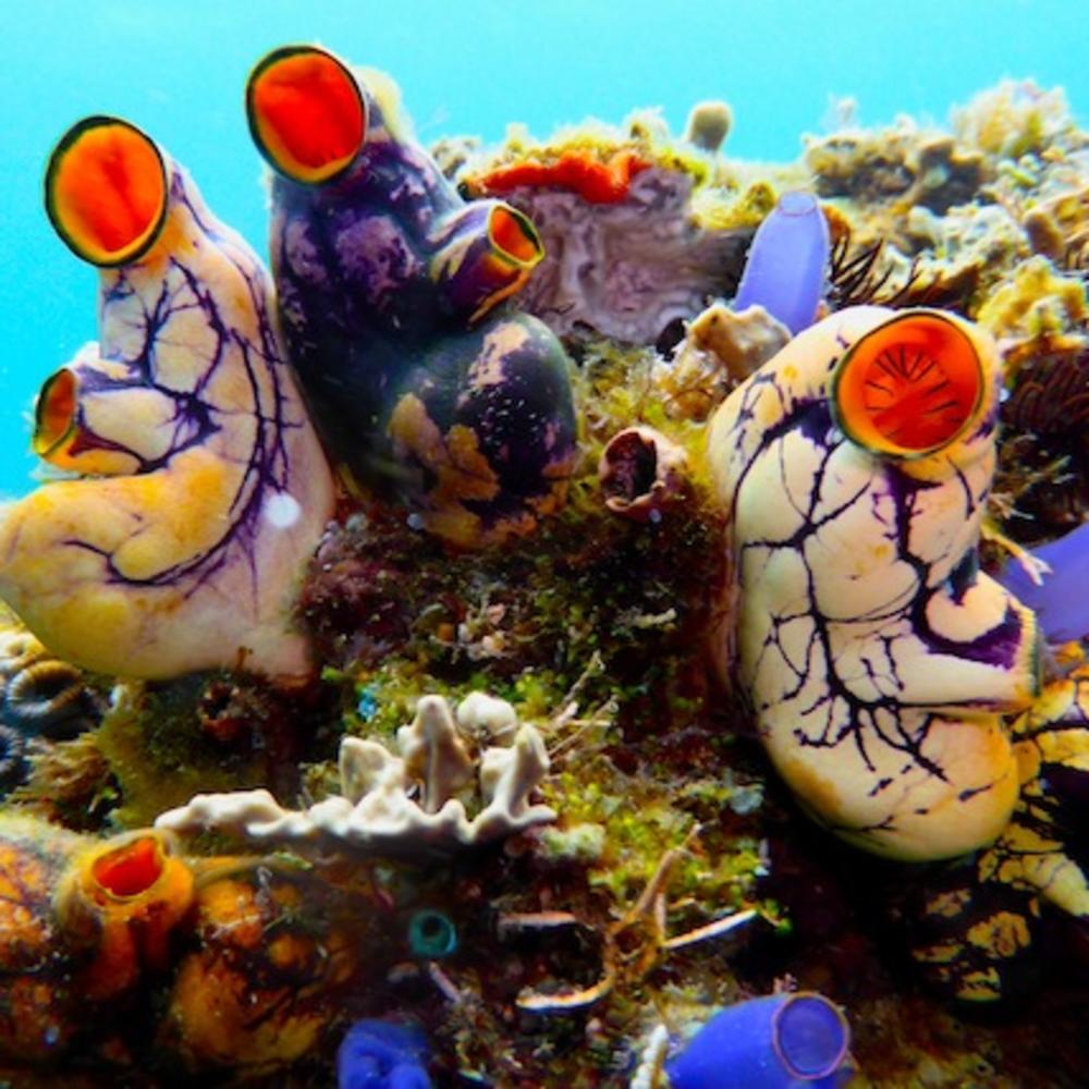 New Sea Creature Discoveries - Sunset Magazine