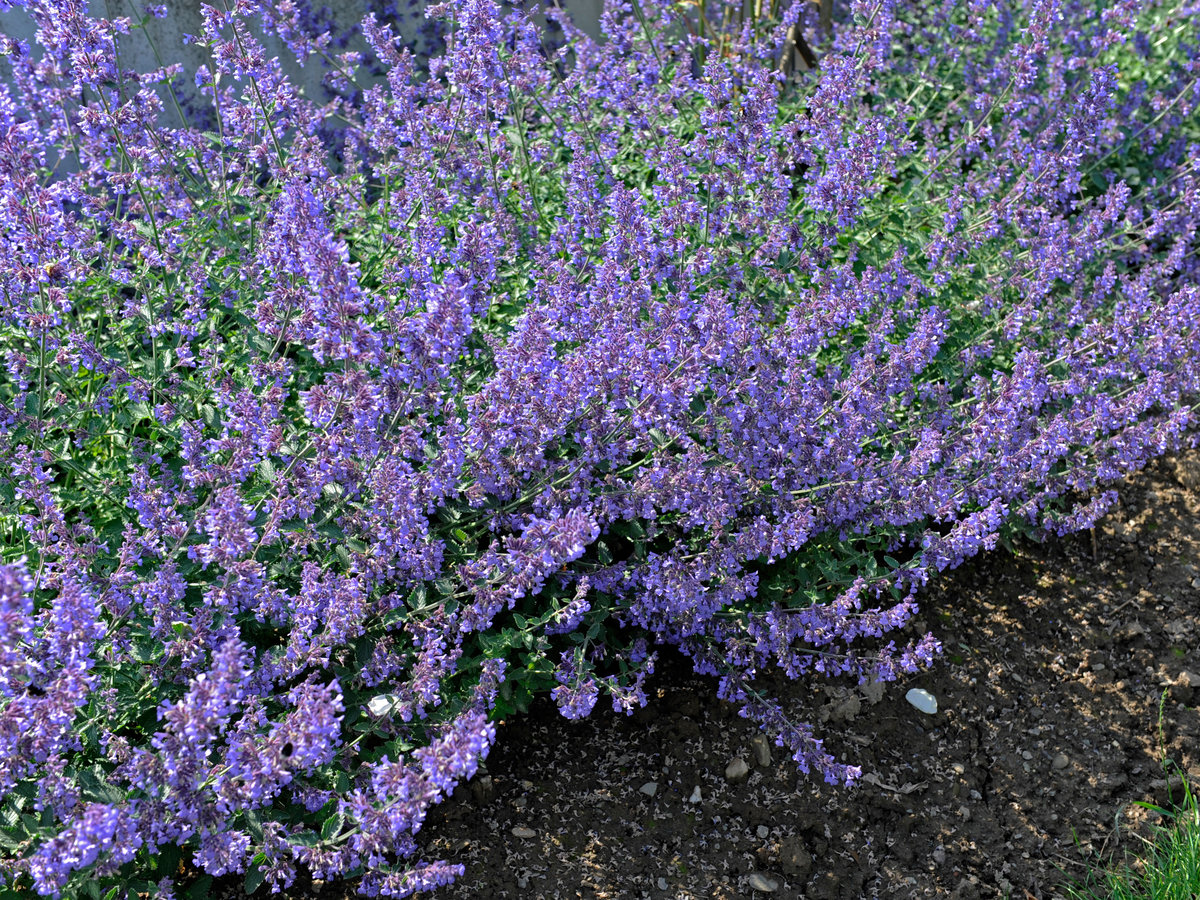 Your Guide to Catmint, A.K.A. The Perennial Nepeta - Sunset Magazine
