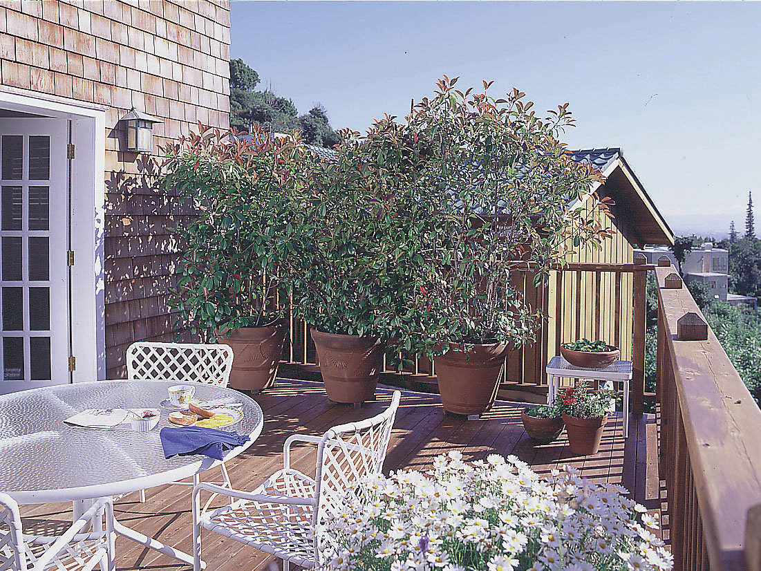 Well-mannered trees and shrubs can create sheltered garden spaces ...