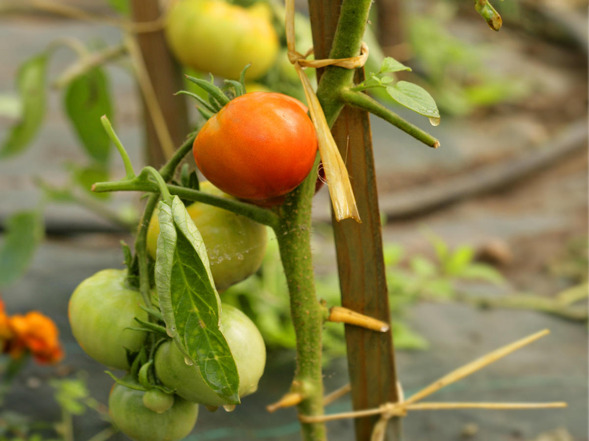 How to Stake a Tomato - Sunset Magazine
