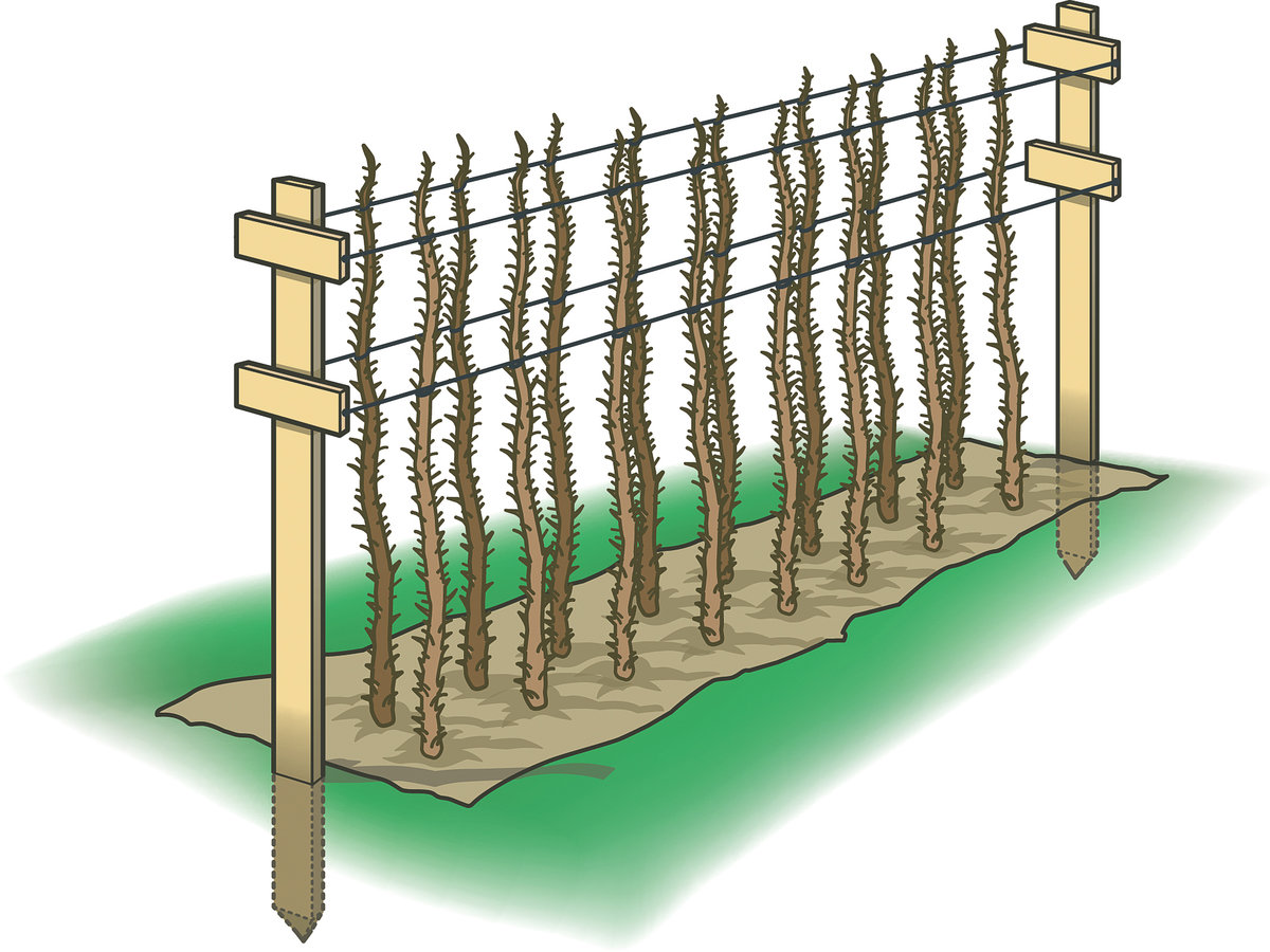 Show me your Raspberry set ups! | Homesteading Forum Show me your Raspberry set ups! | Homesteading Forum