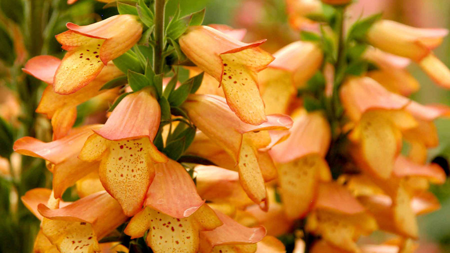 Sunset Western Garden Collection – Sunset Magazine