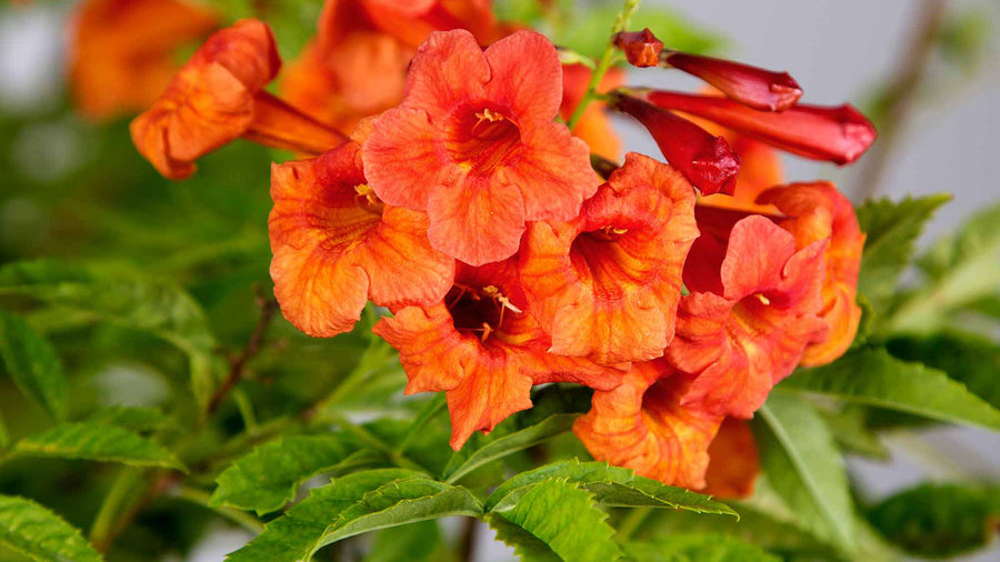 Sunset Western Garden Collection – Sunset Magazine
