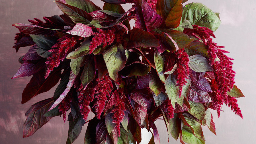 6 Gorgeous Amaranth Flowers - Sunset Magazine - Sunset Magazine
