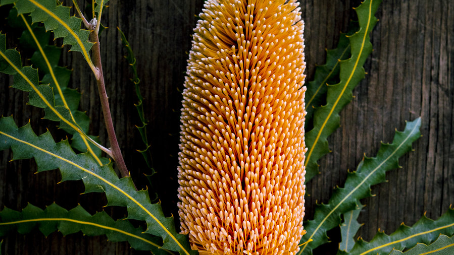 13 Stunning Protea Flowers - Sunset Magazine - Sunset Magazine