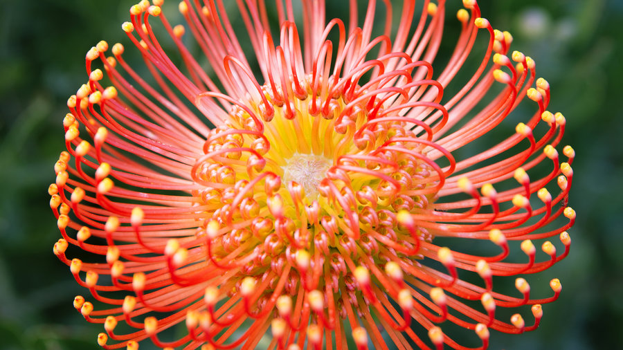 13 Stunning Proteas - Sunset Magazine
