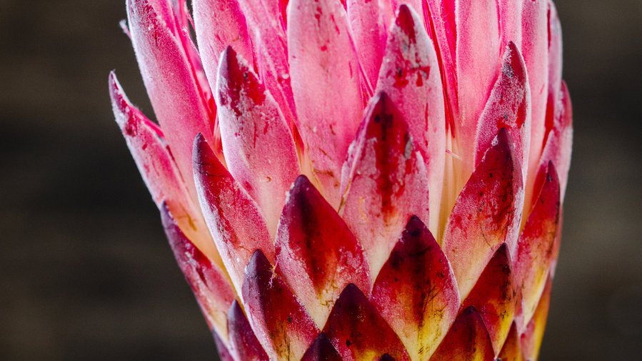 13 Stunning Protea Flowers - Sunset Magazine - Sunset Magazine