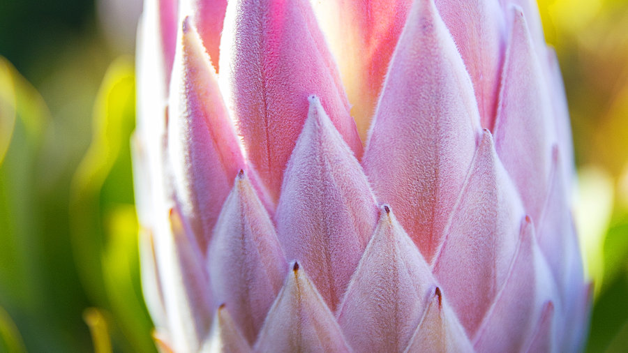 13 Stunning Proteas - Sunset Magazine