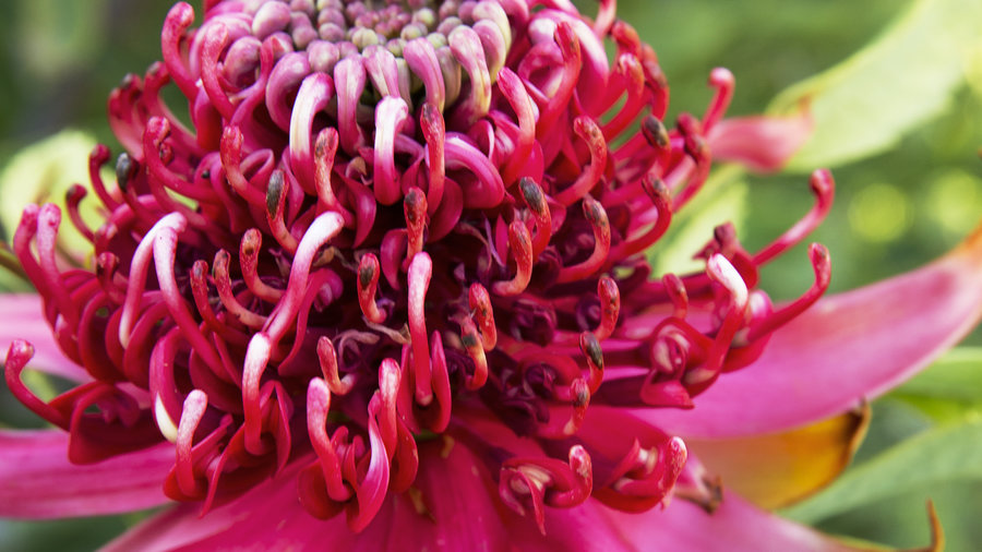 13 Stunning Proteas - Sunset Magazine