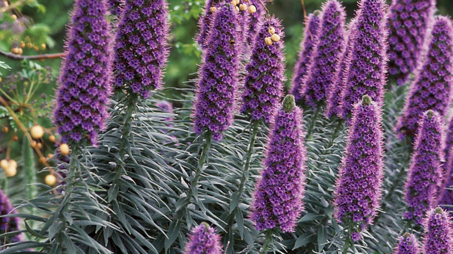 Dozens of Water-Wise Plants That Go Way Beyond Succulents - Sunset ...