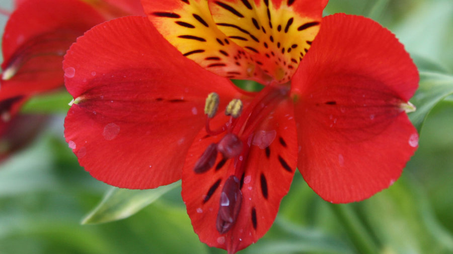 12 Gorgeous Alstroemeria - Sunset Magazine - Sunset Magazine