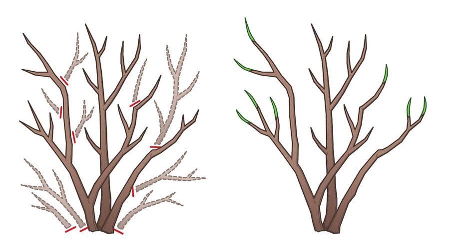 Basic pruning cuts - Sunset Magazine