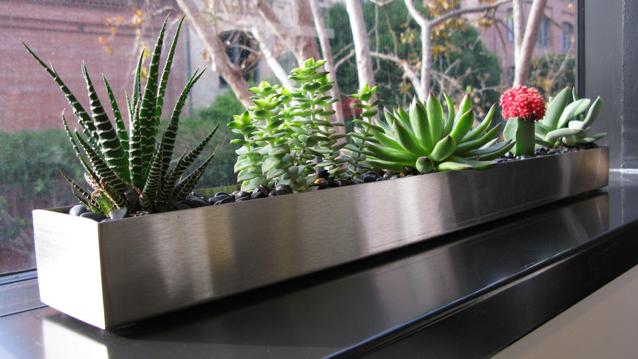 Adorable Windowsill Gardens - Sunset Magazine