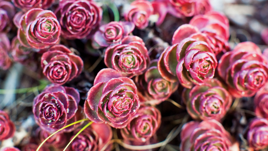 9 Easy-Care Sedums - Sunset Magazine - Sunset Magazine