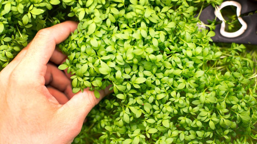 Easy-grow micro greens - Sunset Magazine