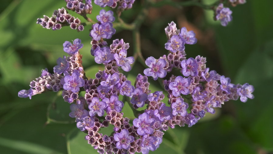 Dozens of Water-Wise Plants That Go Way Beyond Succulents - Sunset ...