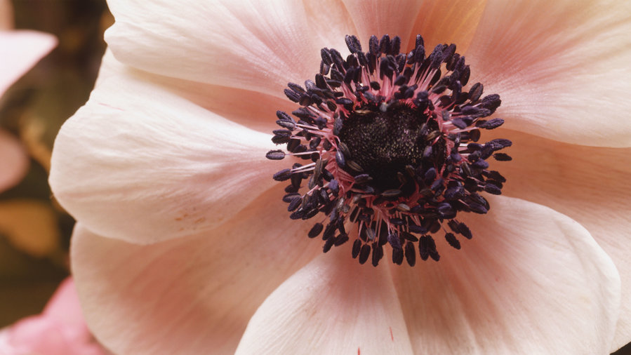 10 Best Flowers to Plant in Fall - Sunset Magazine - Sunset Magazine