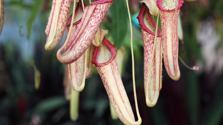 4 fly-eating plants to grow indoors (and how to keep them happy ...