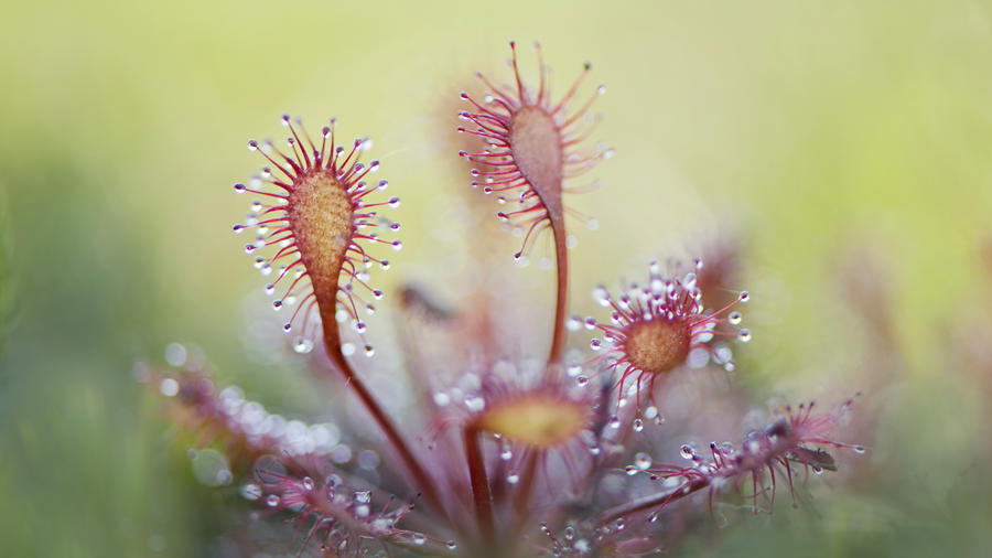 4 fly-eating plants to grow indoors (and how to keep them happy ...