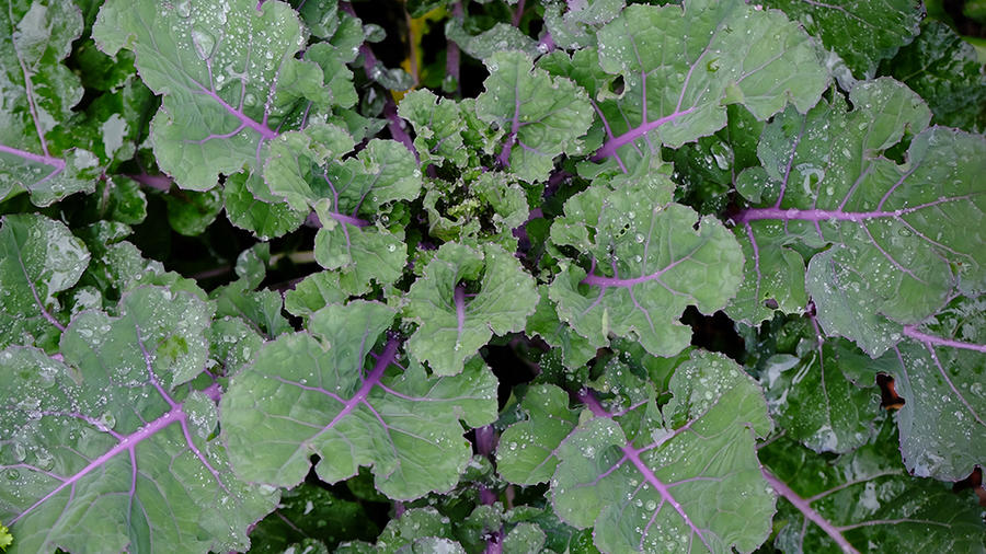 30 cool-season vegetables to plant now - Sunset Magazine