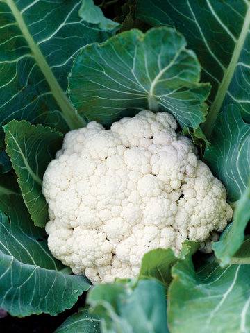 Growing Cauliflower - Sunset Magazine