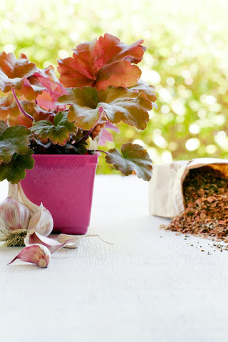 Fall Planting Guide - Sunset.com