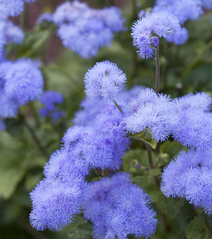 This low-water beauty is blooming in the Test Garden - Sunset Magazine