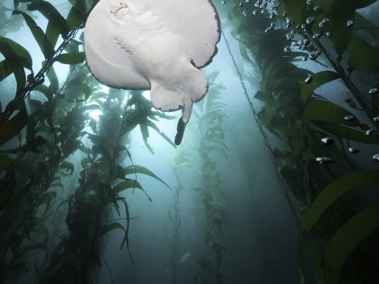 Amazing National Park Underwater Snorkeling Sights – Sunset Magazine