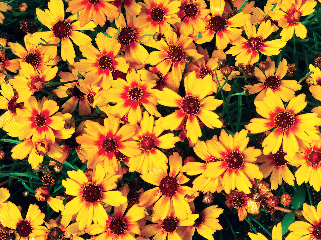 You'll Fall in Love With These Gorgeous Coreopsis Varieties - Sunset ...
