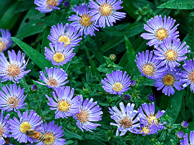 9 Best Summer Flowers – Sunset Magazine