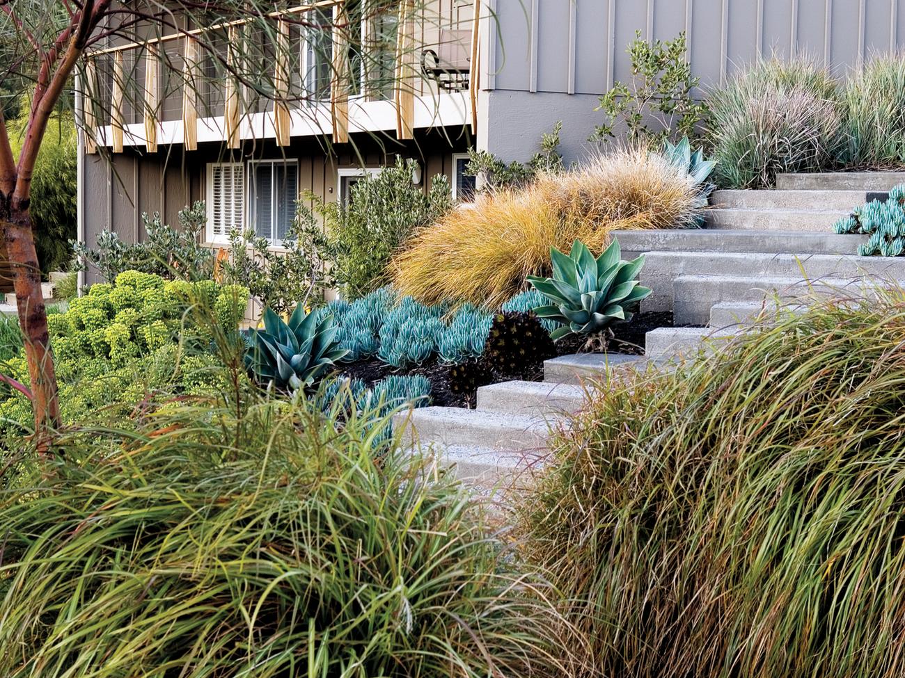 10 Favorite Ornamental Grasses – Sunset Magazine