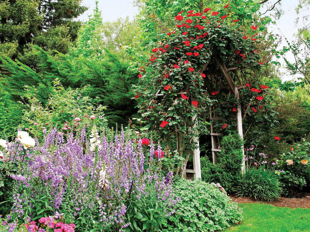 6 Disease-Resistant Roses – Sunset Magazine