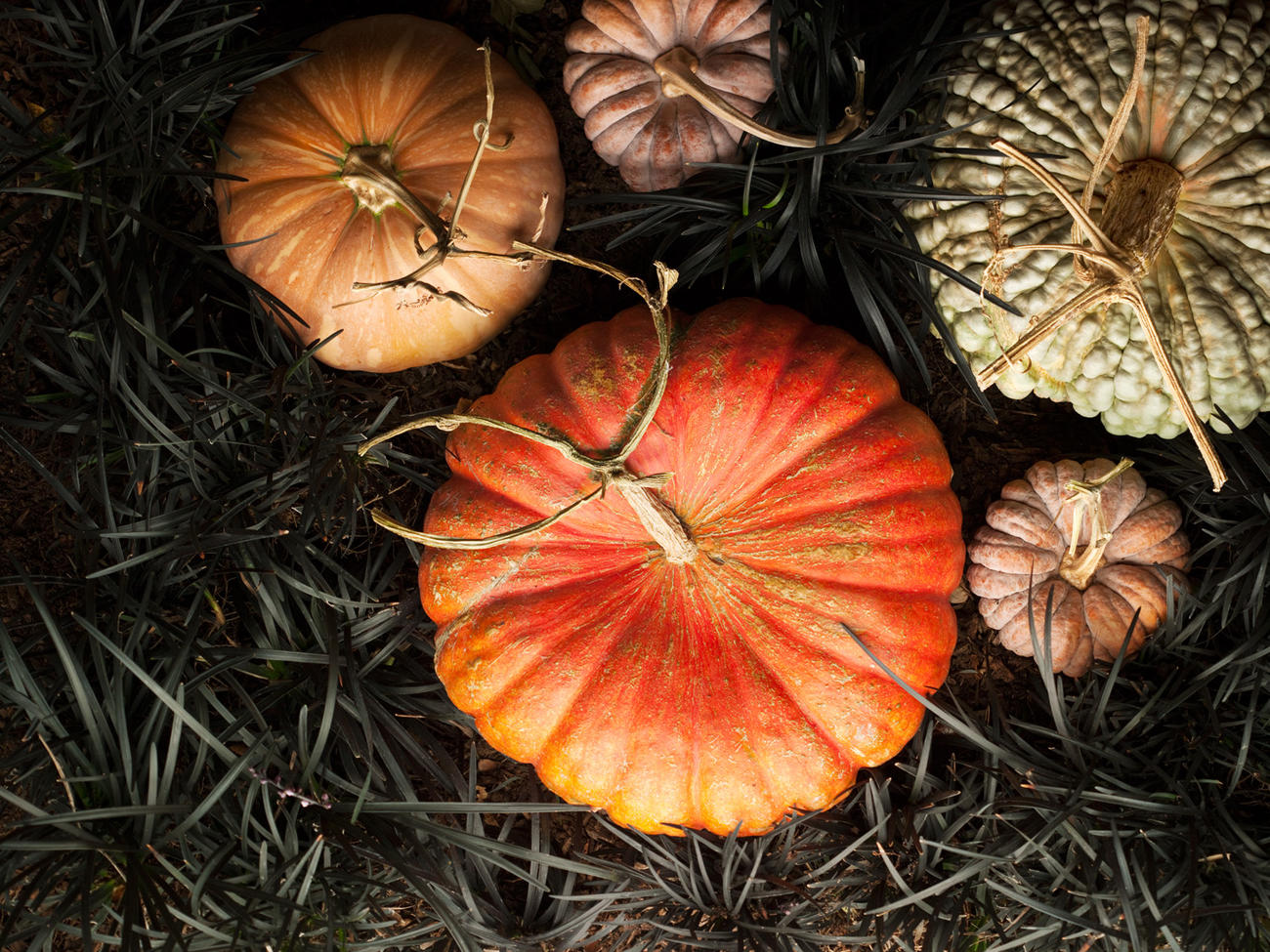 Unusual Fall Pumpkins – Sunset Magazine