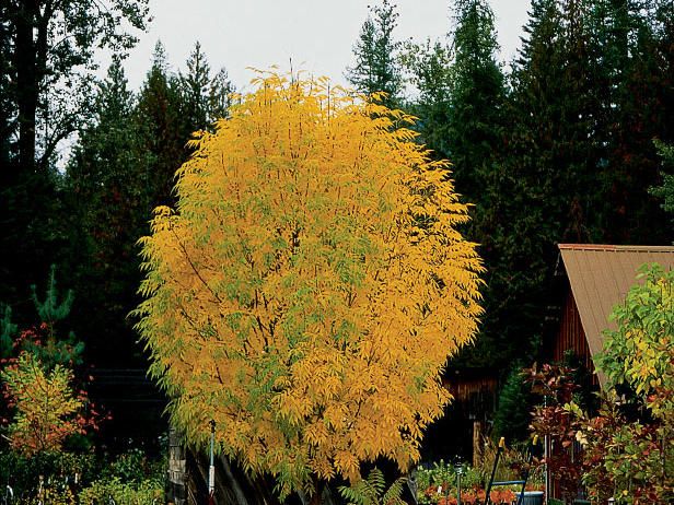 Manchurian ash is a hardy beauty – Sunset Magazine