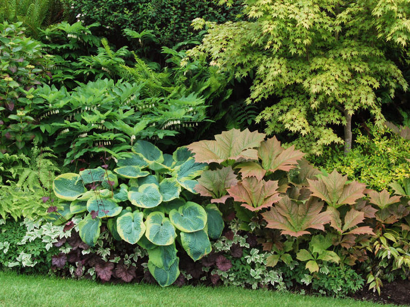 colourful border plants