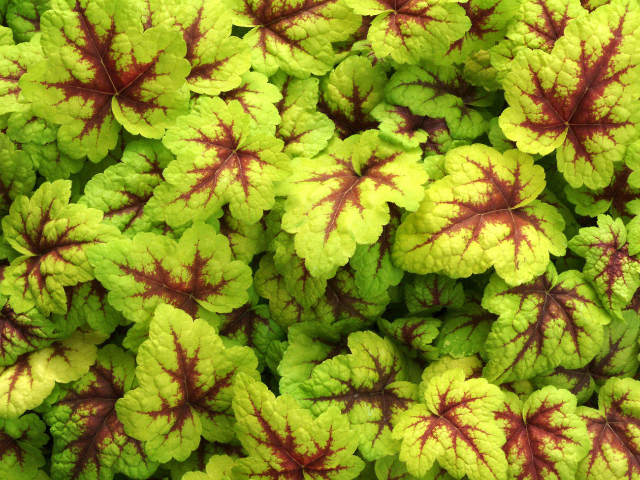 Favorite Year-Round Flowers & Plants