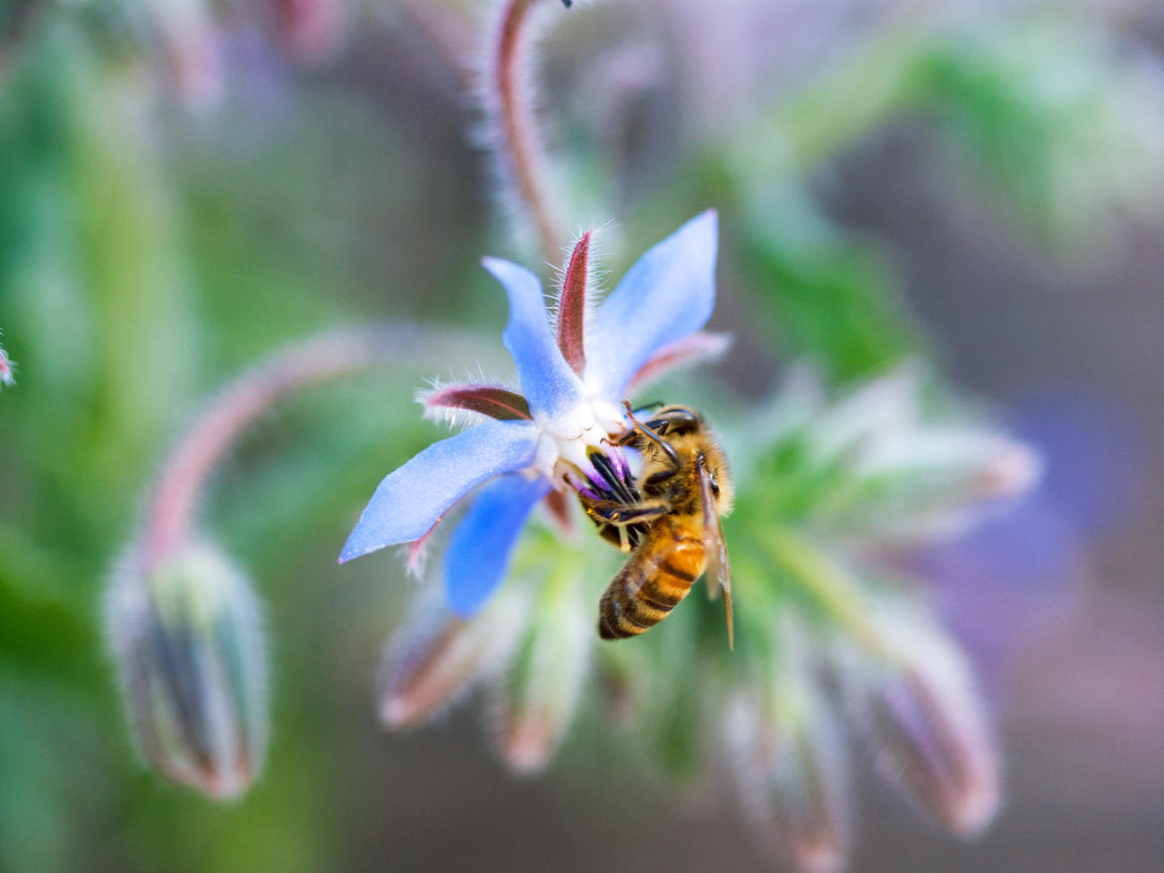 Essential Spring Garden Bed Ideas – Sunset Magazine