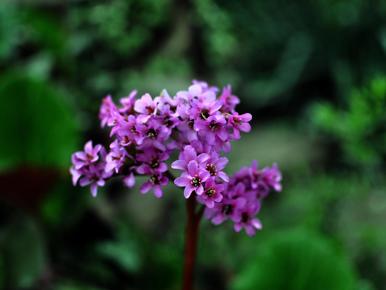 Spring-Blooming Flowers to Wake up Your Garden – Sunset Magazine