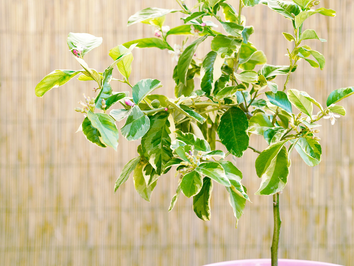 Meet the Variegated Pink Eureka Lemon - Sunset Magazine
