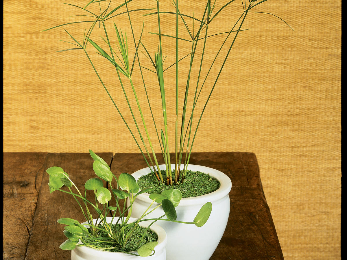 Mini bogs - Sunset Magazine - Sunset Magazine