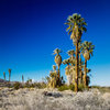 Joshua Tree: 10 Amazing Places to See in the National Park - Sunset ...