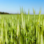 Cover Crops for Your Fall Garden