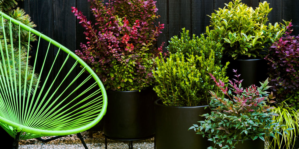 Container Gardening Pnw | Fasci Garden