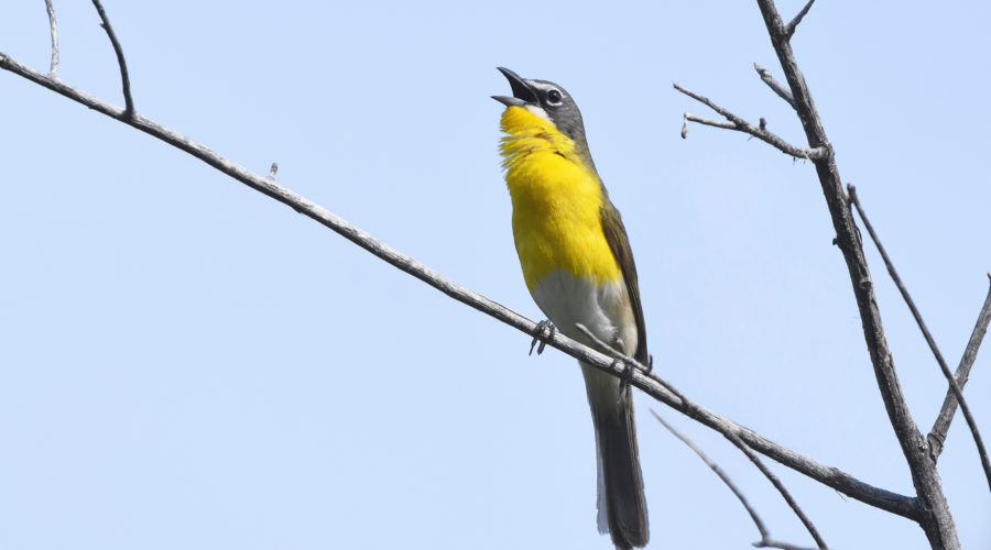 Bird Watching Area Top Picks - Sunset Magazine