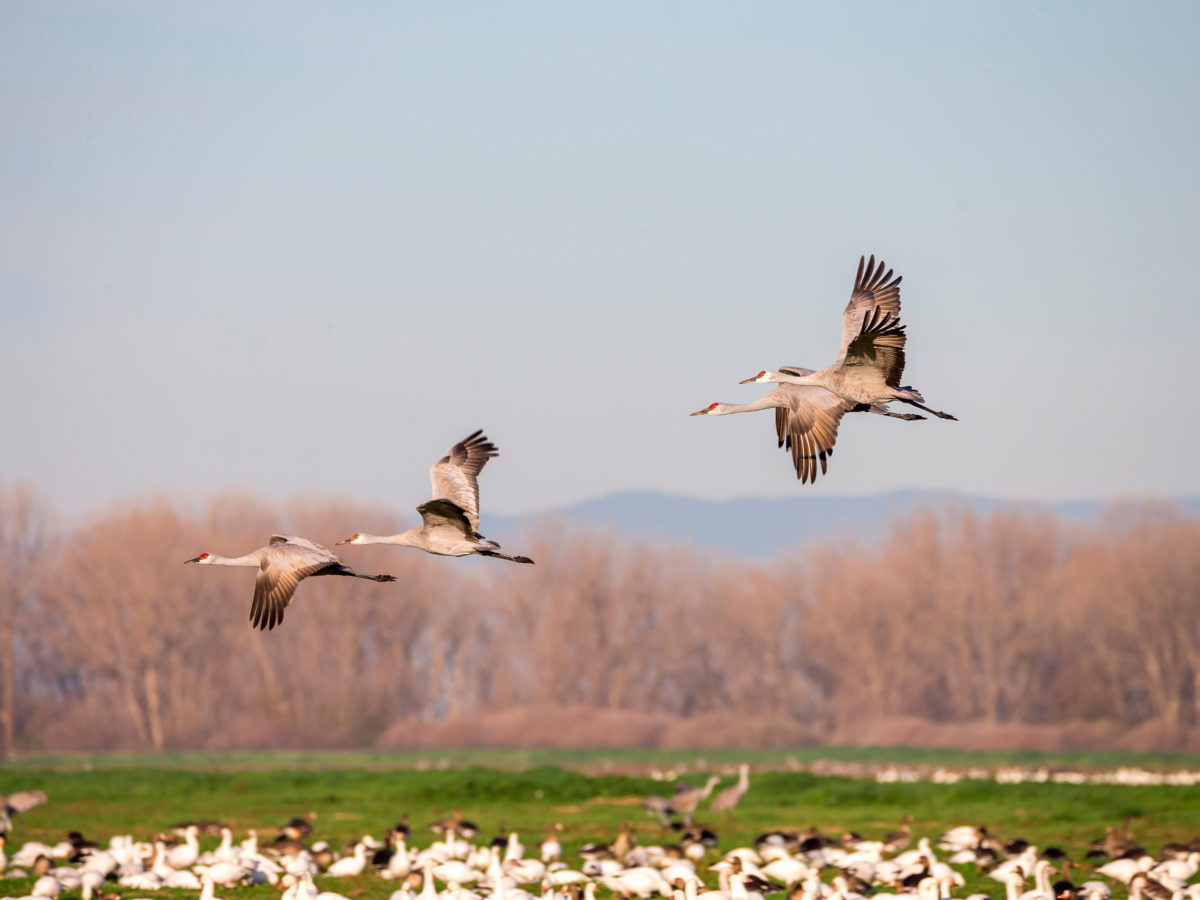Bird Watching Area Top Picks - Sunset Magazine