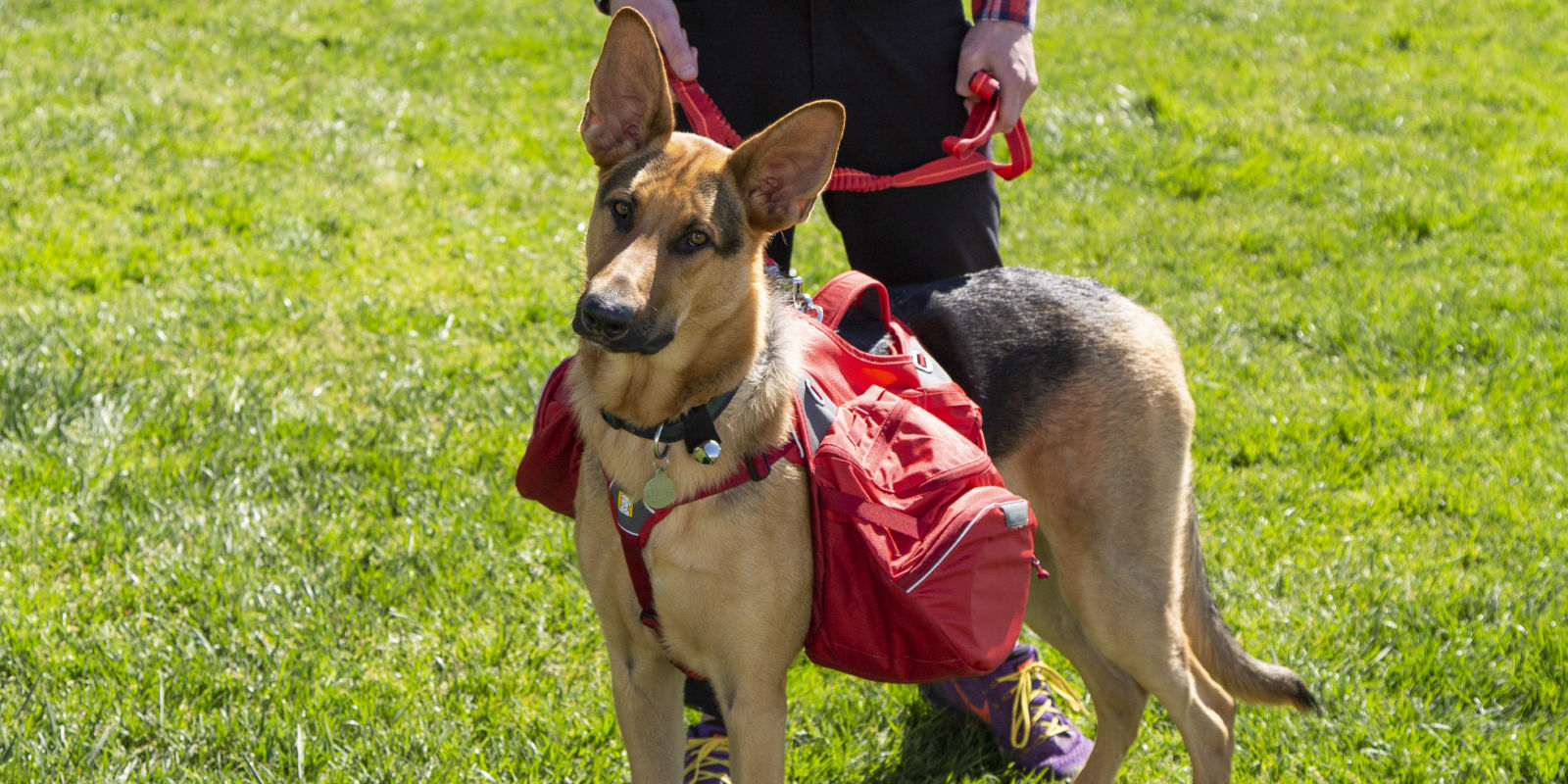 How to Pack a Backpack for Dogs – Sunset Magazine
