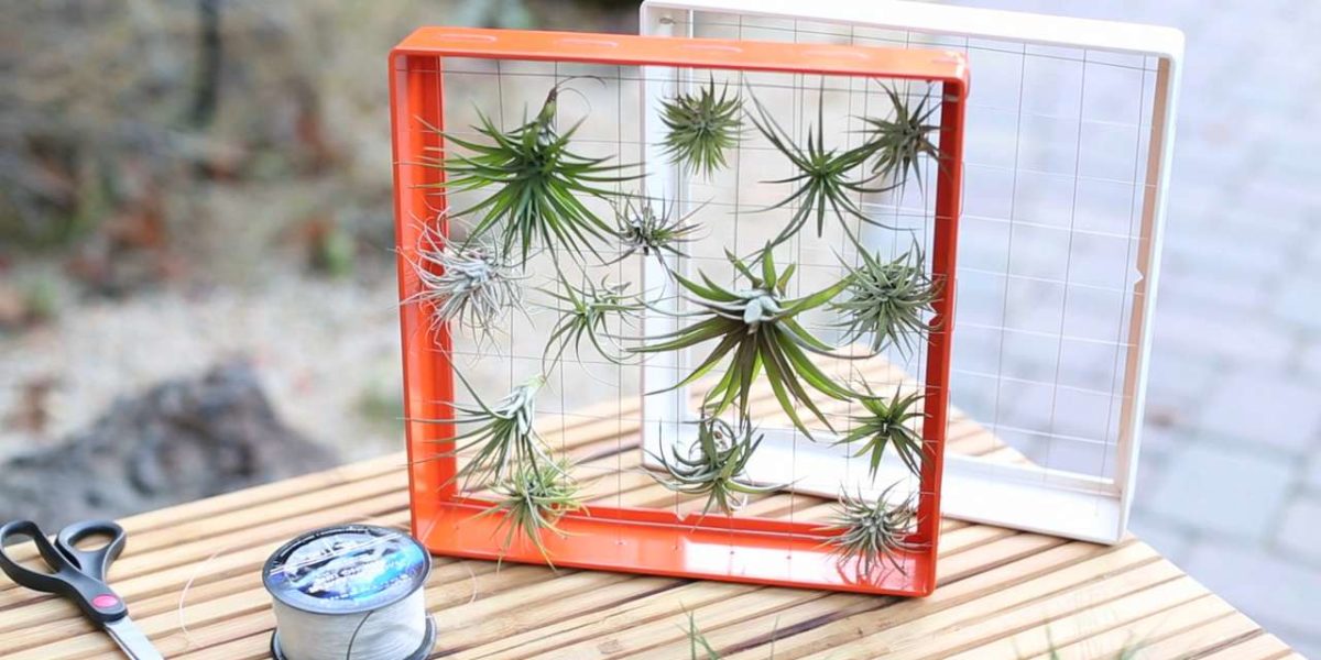 How to design with airplants – Sunset Magazine