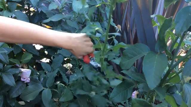 How to Deadhead Roses