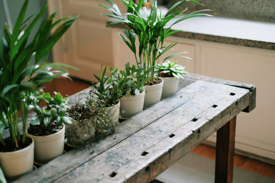 How to Propagate Your Houseplants Using Plant Cuttings – Sunset Magazine