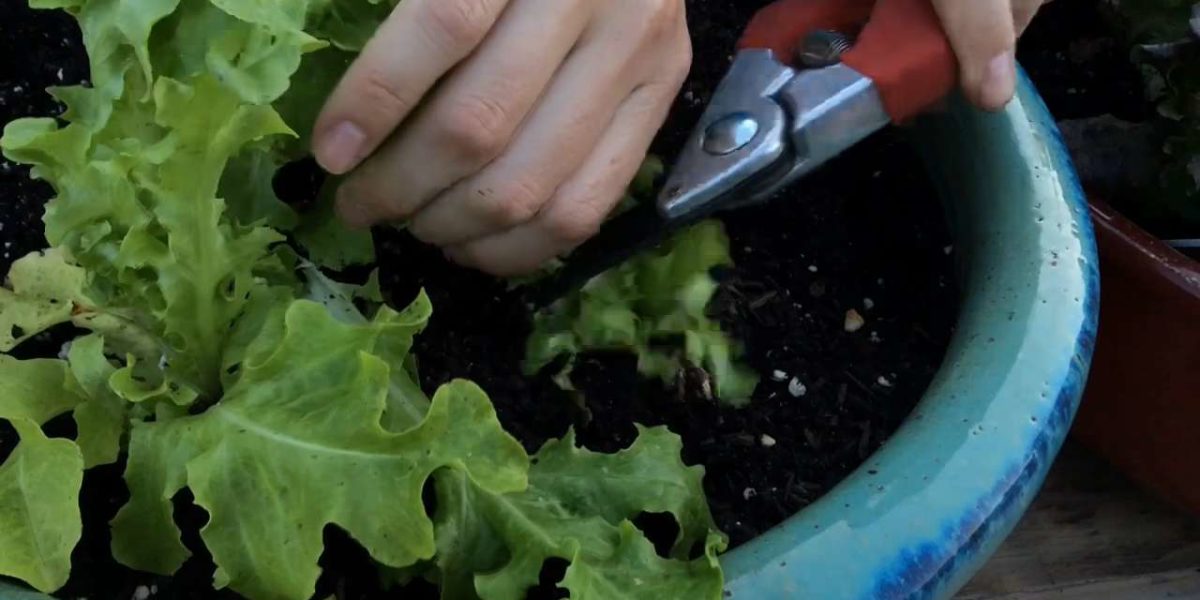 How to Harvest Lettuce – Sunset Magazine
